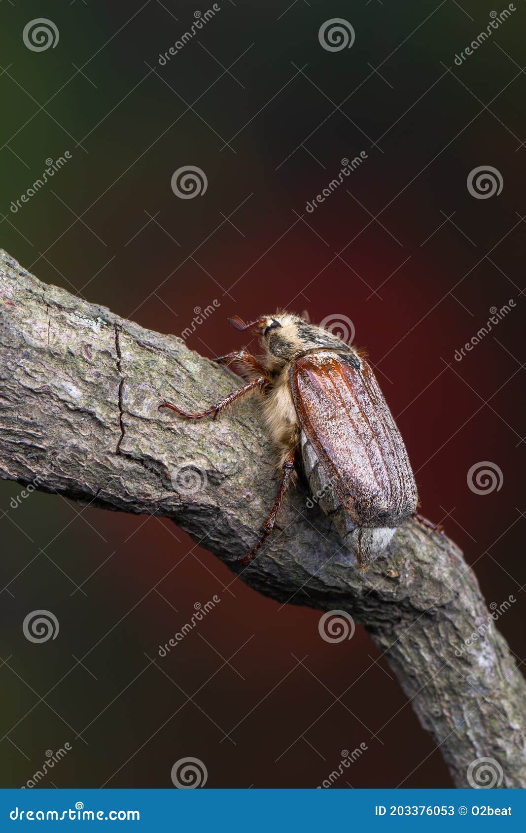 May Beetle - Melolontha Pectoralis Stock Image - Image of flower ...