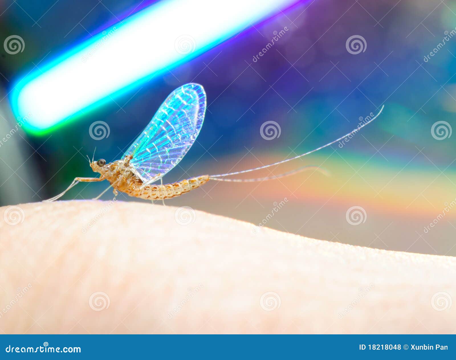 Insect mayfly macro stock photo. Image of invertebrate - 18218048