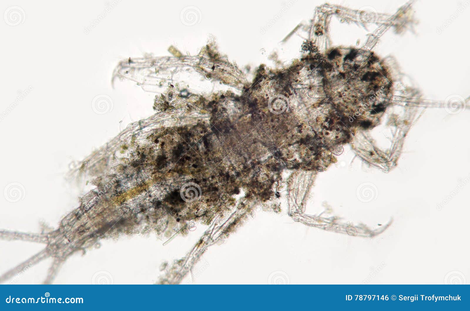 Insect Mayfly or Shadflies or Fishflies Nymph by Microscope, Larva in ...