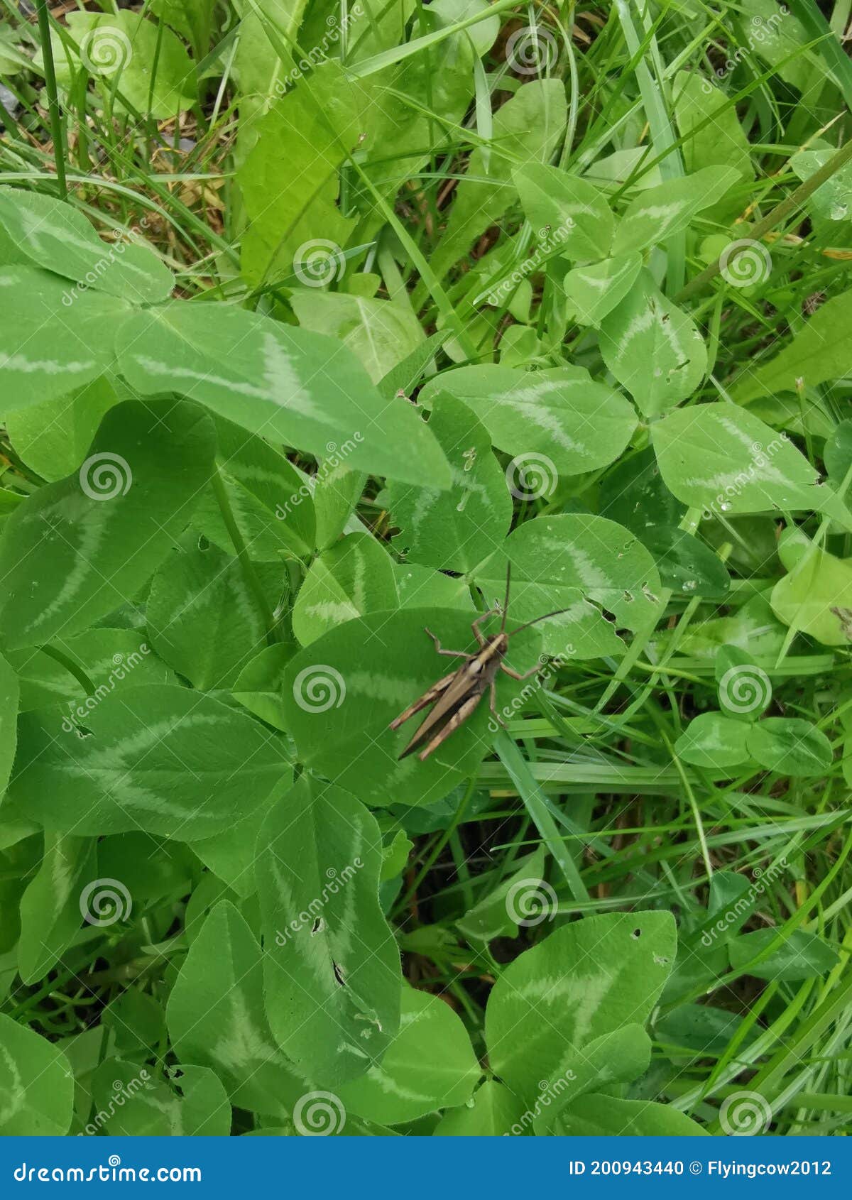 Insect on meadow stock photo. Image of wildlife, green - 200943440