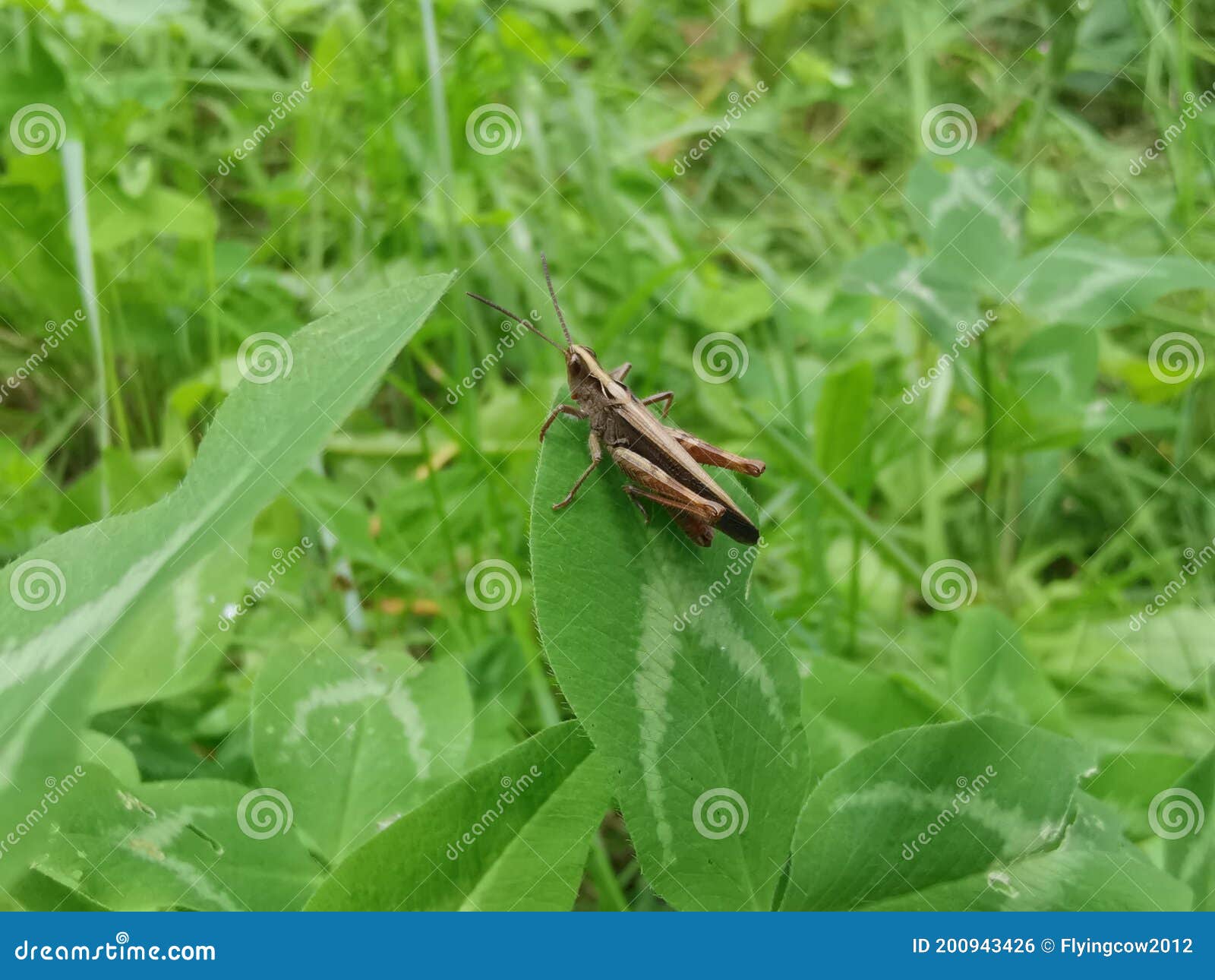 Insect on meadow stock photo. Image of insects, insect - 200943426