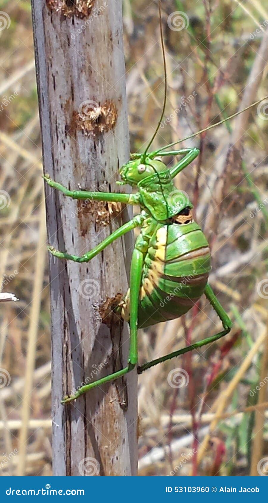Insect stock photo. Image of corsica, fauna, insect, mediterranean ...