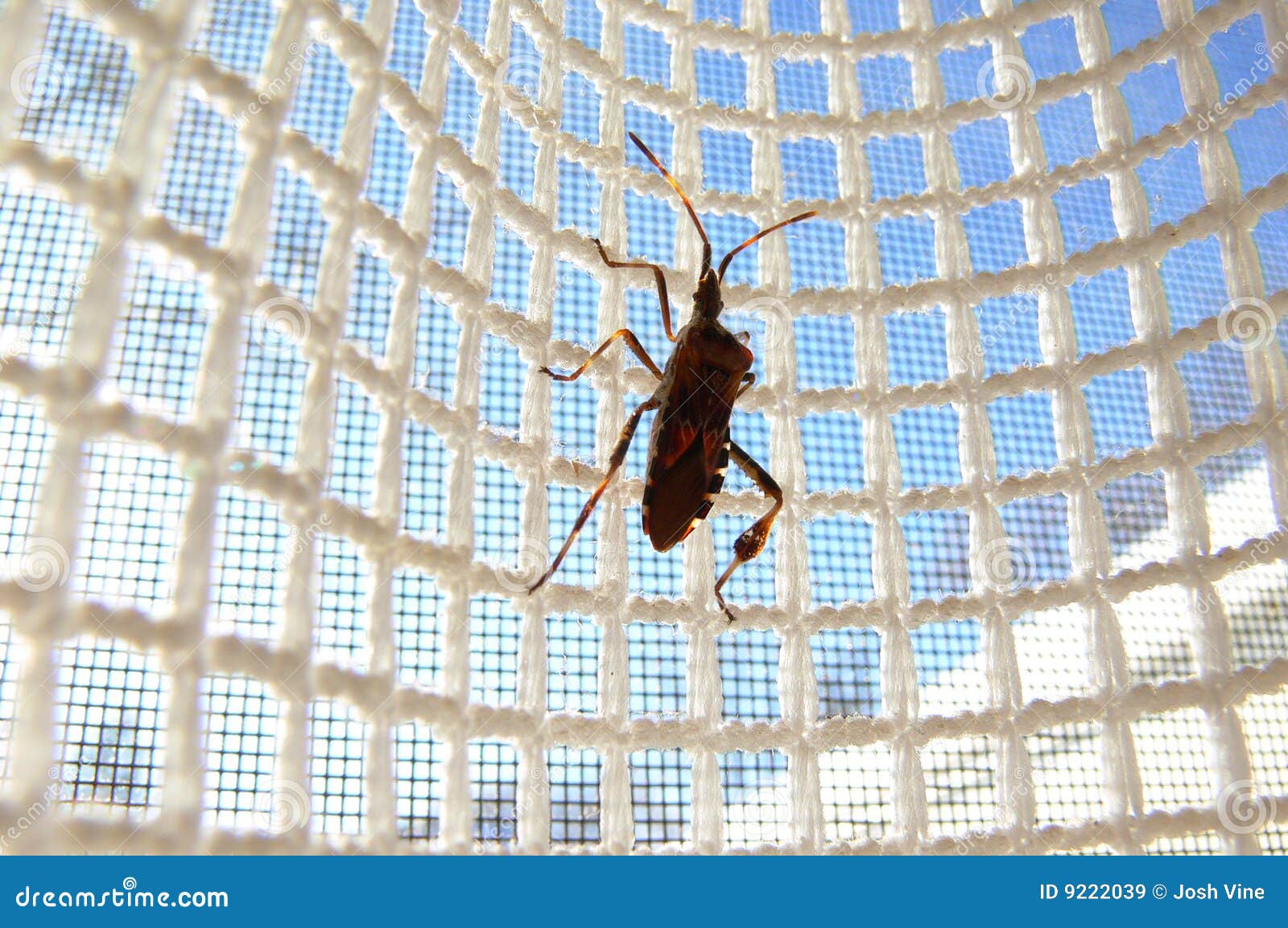 Insect on Mesh stock image. Image of climbing, close, animal - 9222039