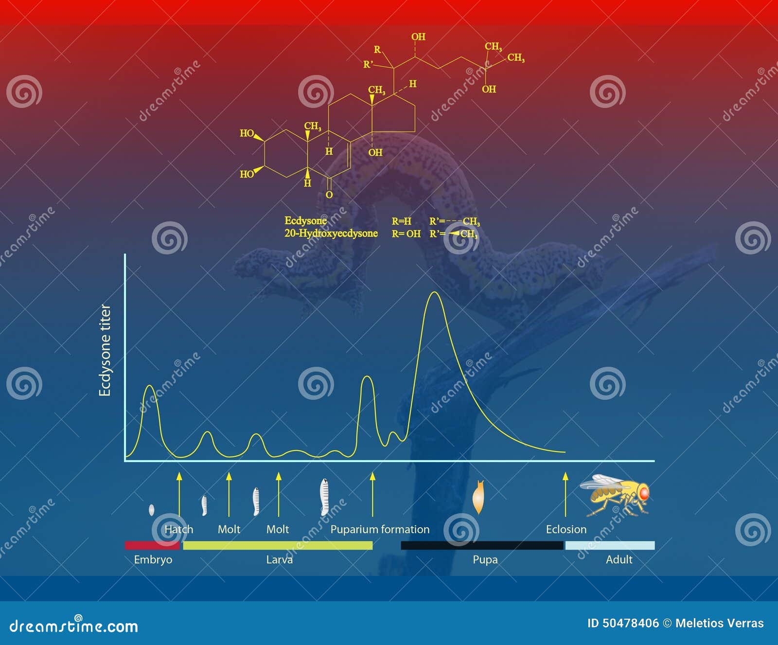 Insect metamorphosis stock illustration. Illustration of molecule ...