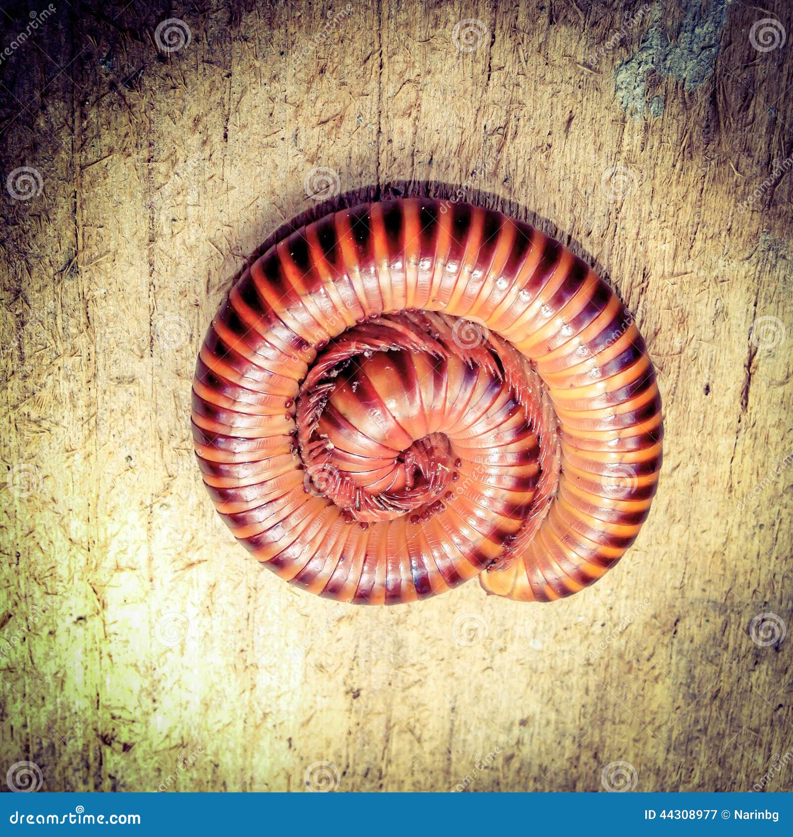 Millipede Curl On The Floor. Royalty-Free Stock Photo | CartoonDealer ...