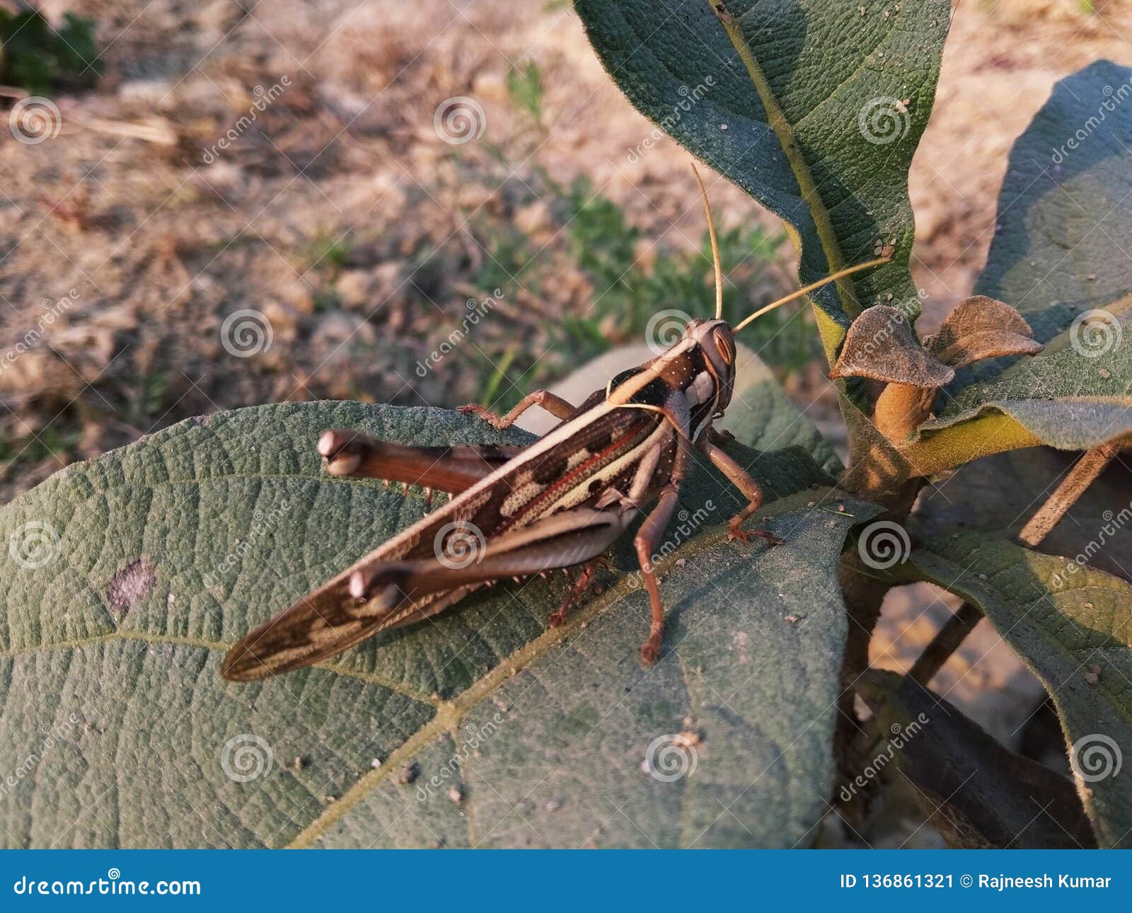 Insect mite worm stock image. Image of cloudy, sitting - 136861321