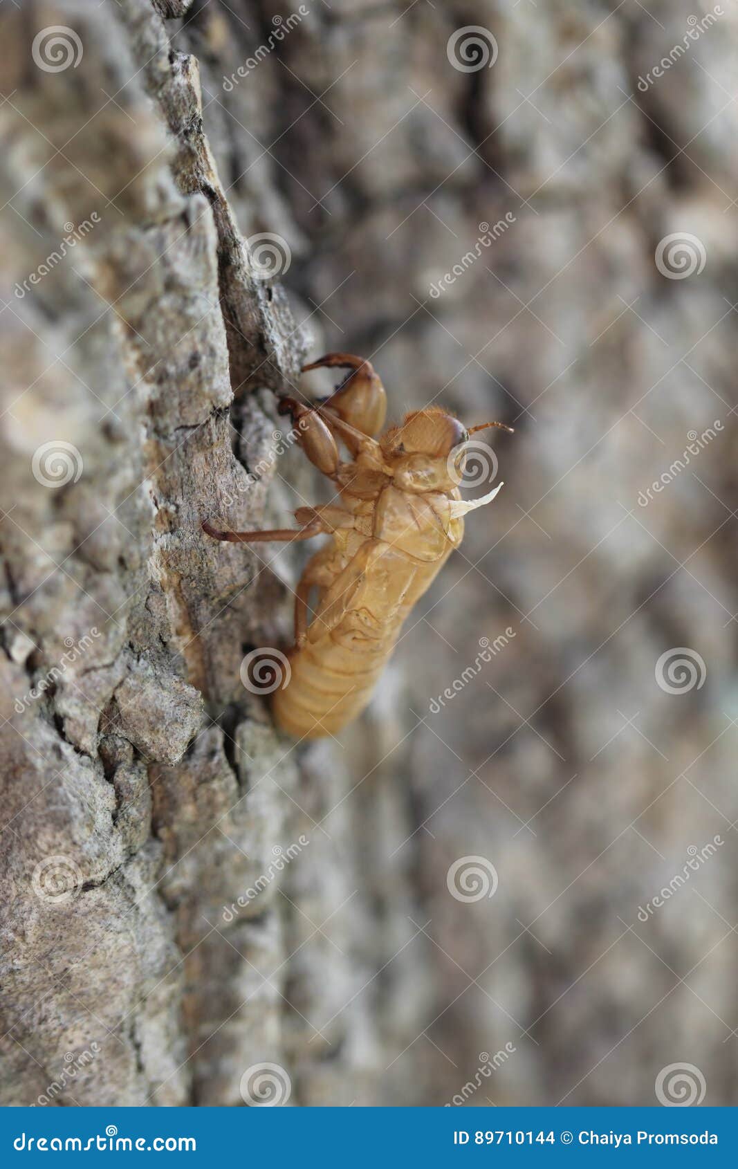 Insect molt stock photo. Image of branches, colorful - 89710144
