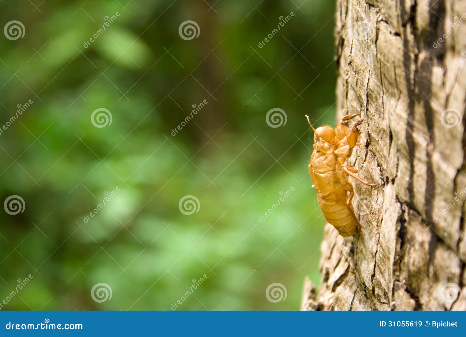 Insect molting. stock image. Image of life, dead, insect - 31055619