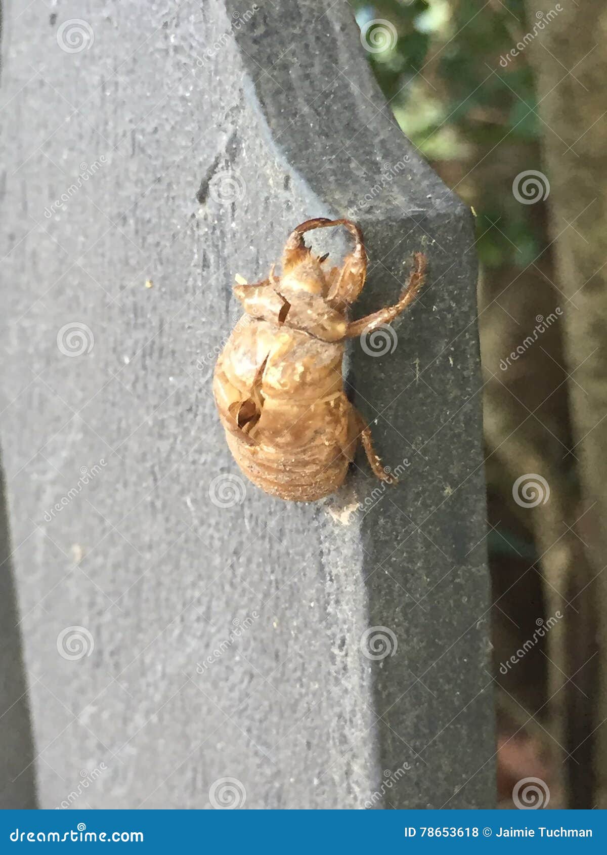 Insect Molting Cicada on a Fence Stock Photo - Image of molting ...