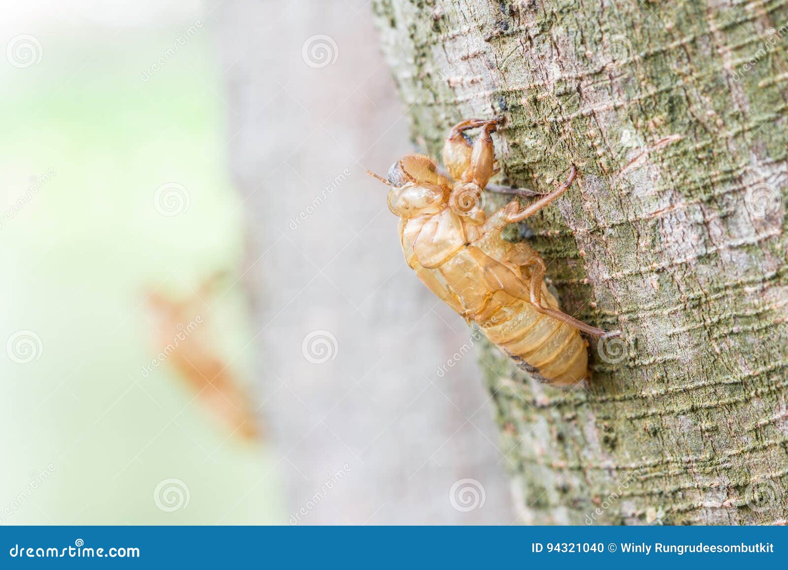 Insect Molting, Cicada Molt on Tree Bark. Stock Photo - Image of summer ...