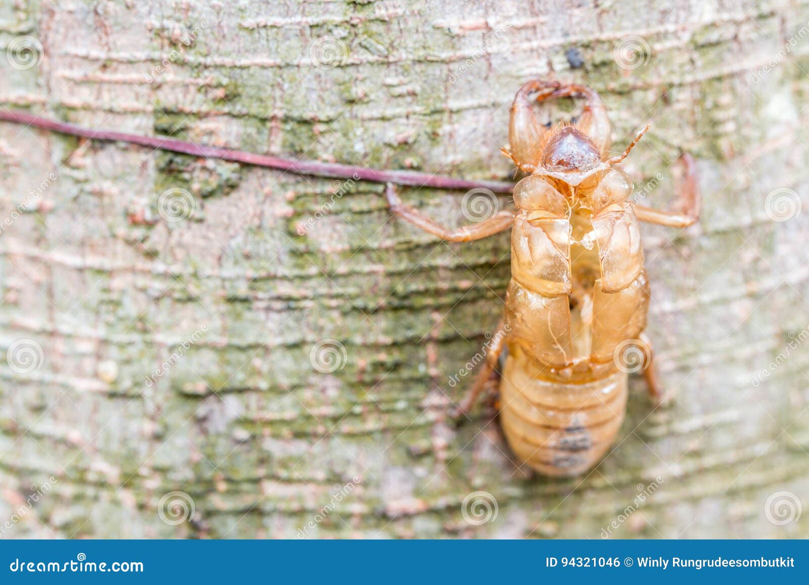 Insect Molting, Cicada Molt On Tree Royalty-Free Stock Photo ...