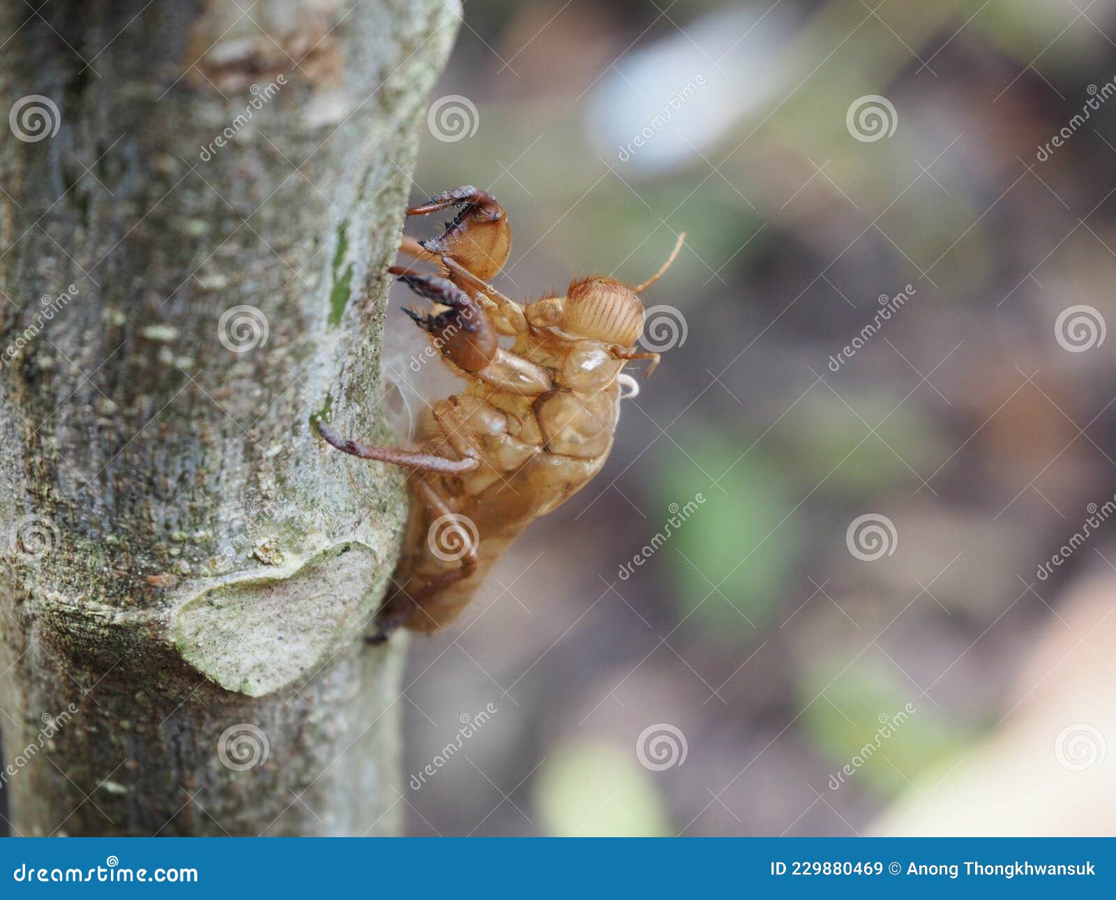 Insect Molting, Cicada Molt On Tree Royalty-Free Stock Photo ...