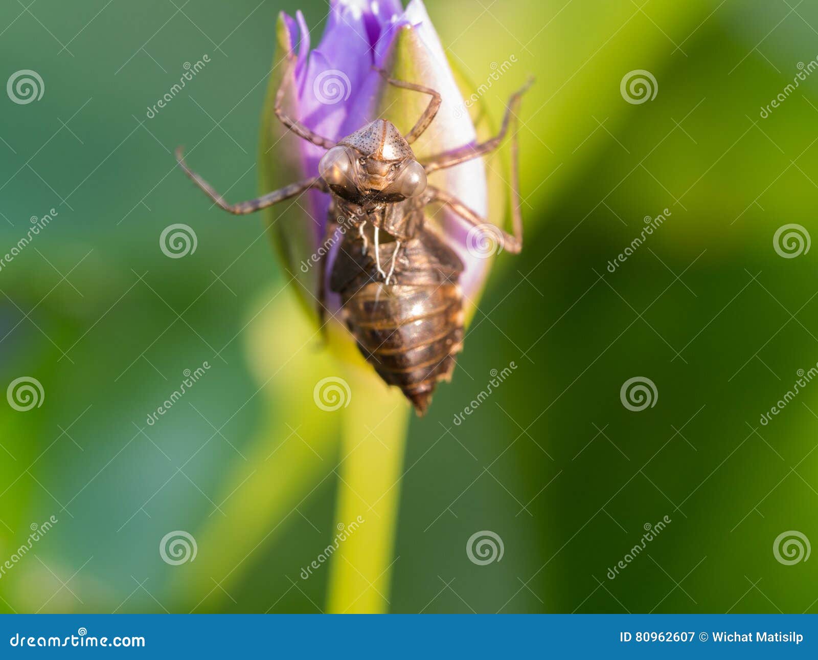 Insect Molting on the Flower Stock Image - Image of molting, garden ...