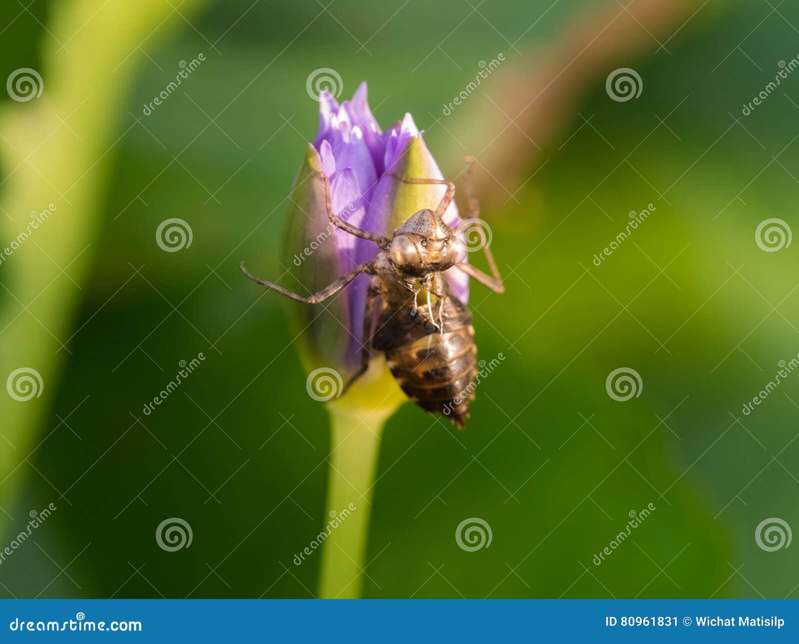 Insect Molting on the Lotus Flower Stock Image - Image of brown ...