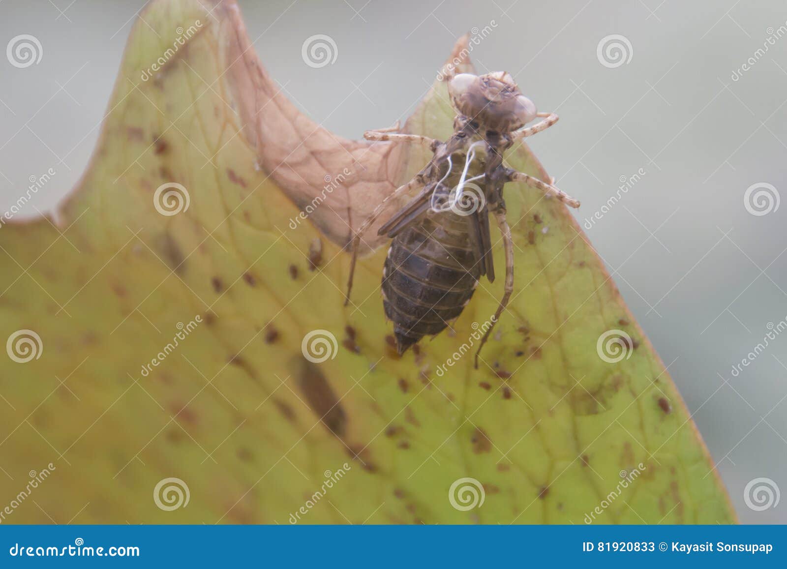 Insect Molting on the Lotus Flower Stock Image - Image of molting ...