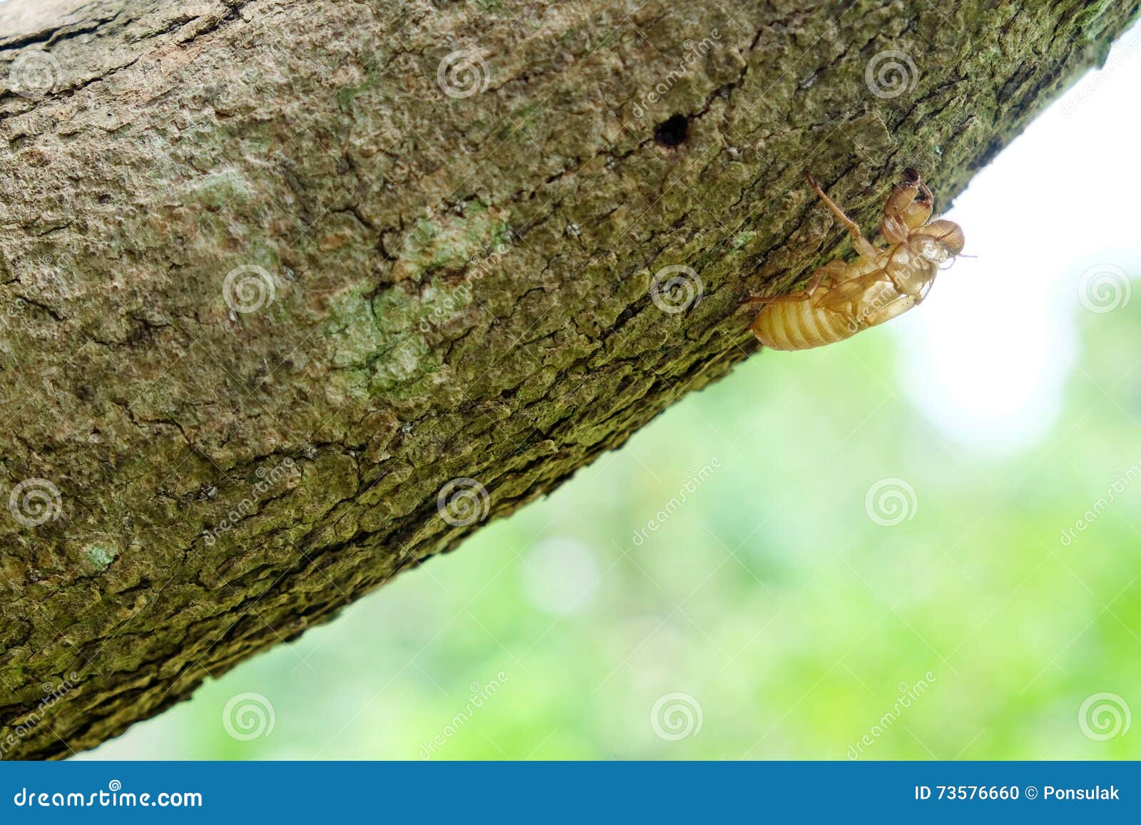 Insect molting on tree stock photo. Image of lichen, larva - 73576660