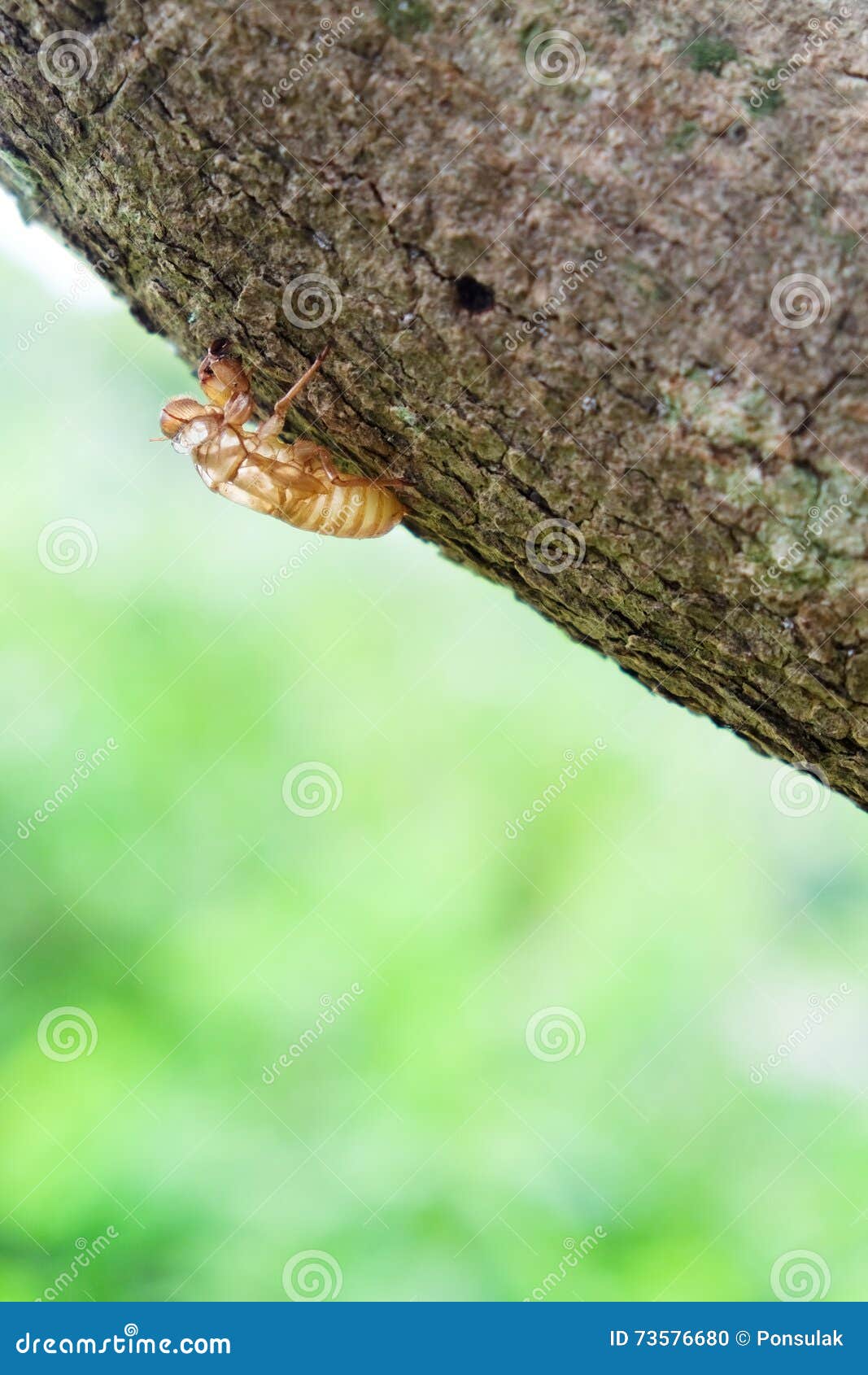 Insect molting on tree stock photo. Image of change, animal - 73576680