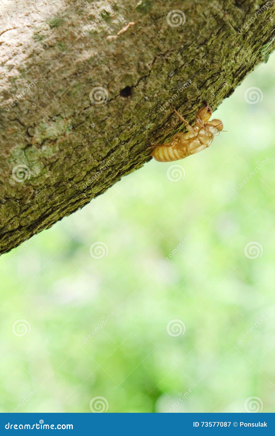 Insect molting on tree stock image. Image of close, change - 73577087