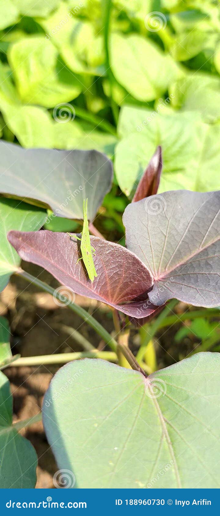 Insect in the morning stock photo. Image of bright, arthropoda - 188960730