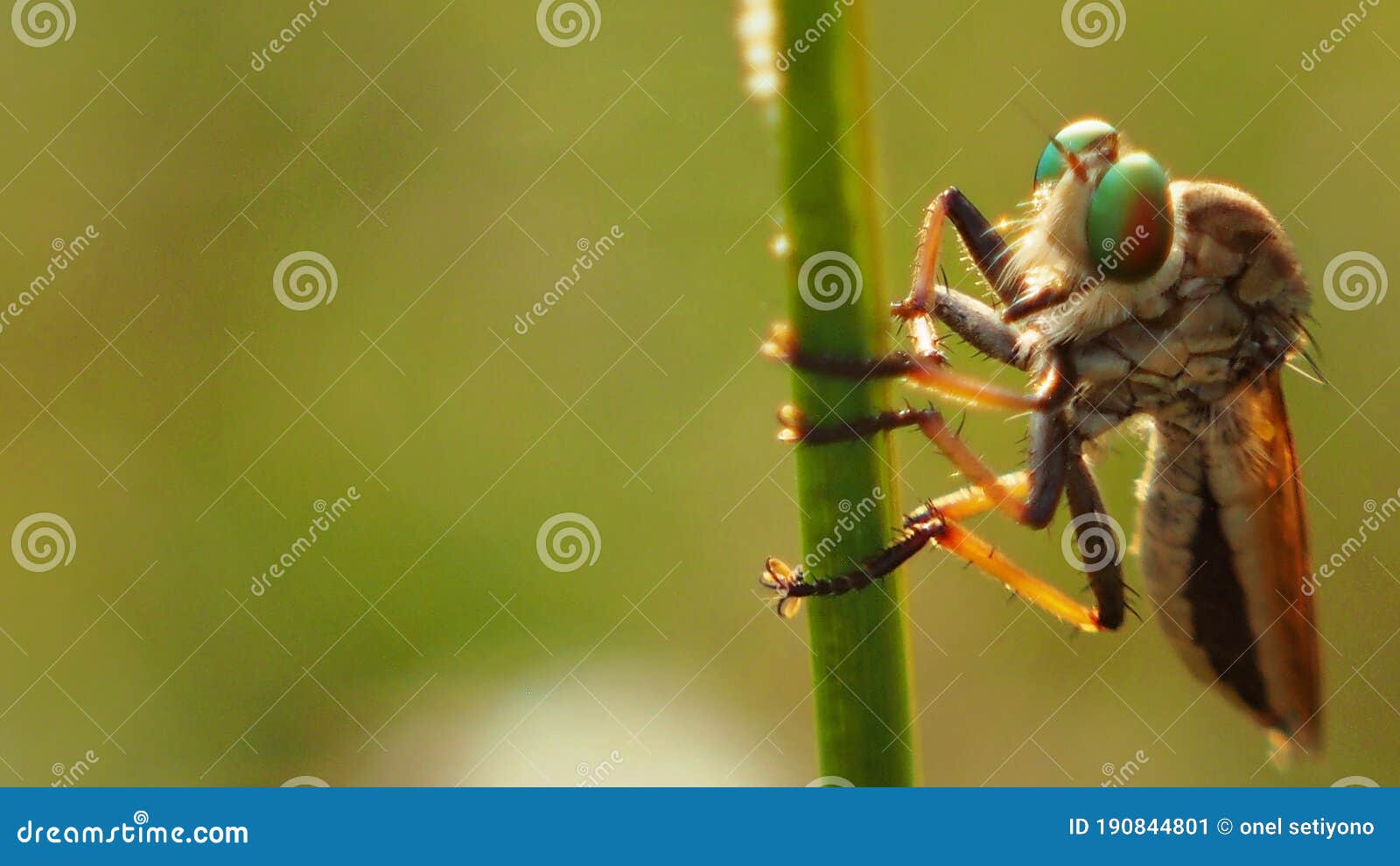 Insect in the morning stock image. Image of invertebrate - 190844801