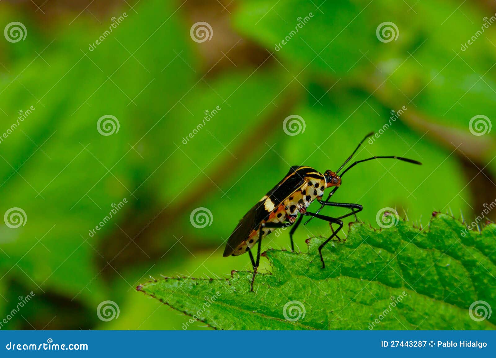 Insect in the Morning. stock image. Image of macro, insect - 27443287