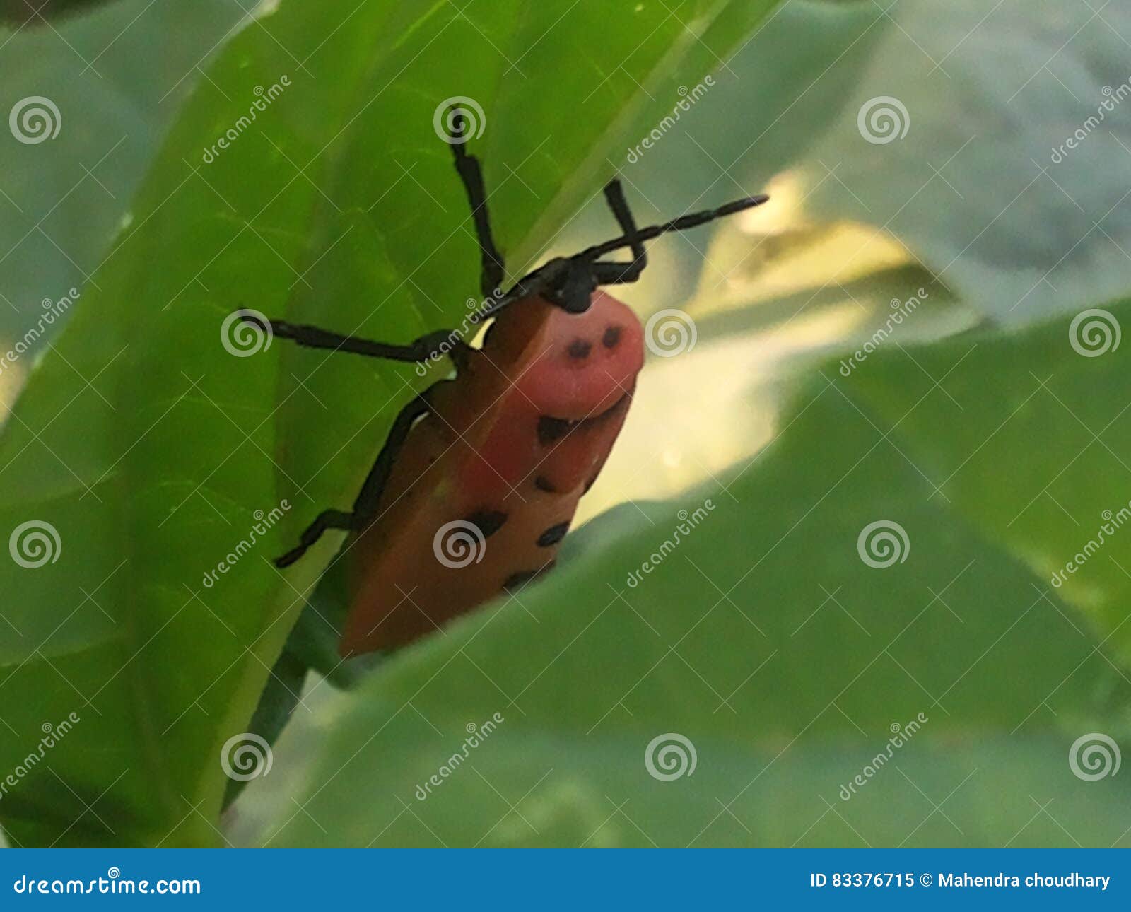 Insect stock image. Image of love, insect, arthropod - 83376715