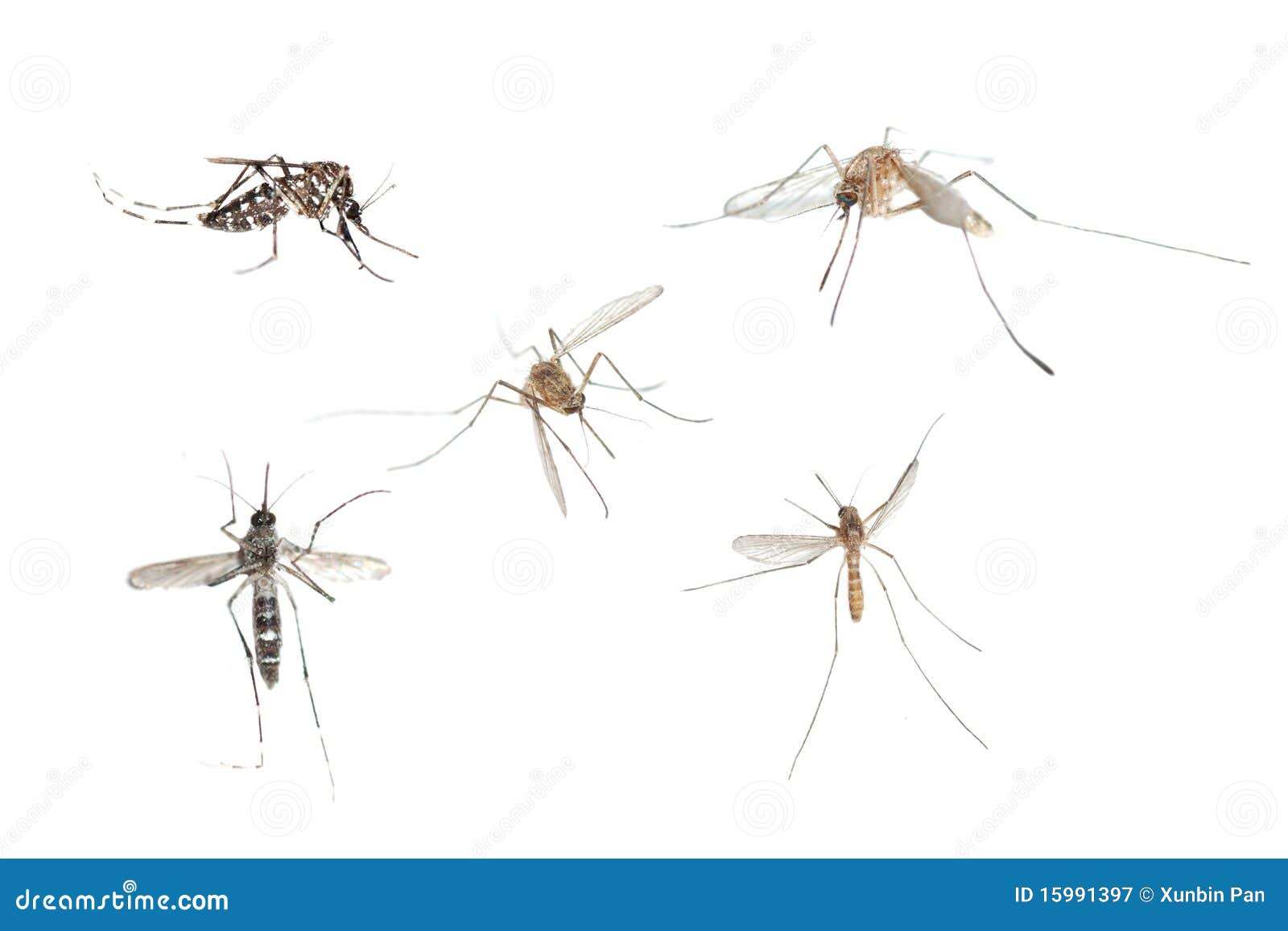 Insect mosquito bug se stock image. Image of bite, dangerous - 15991397