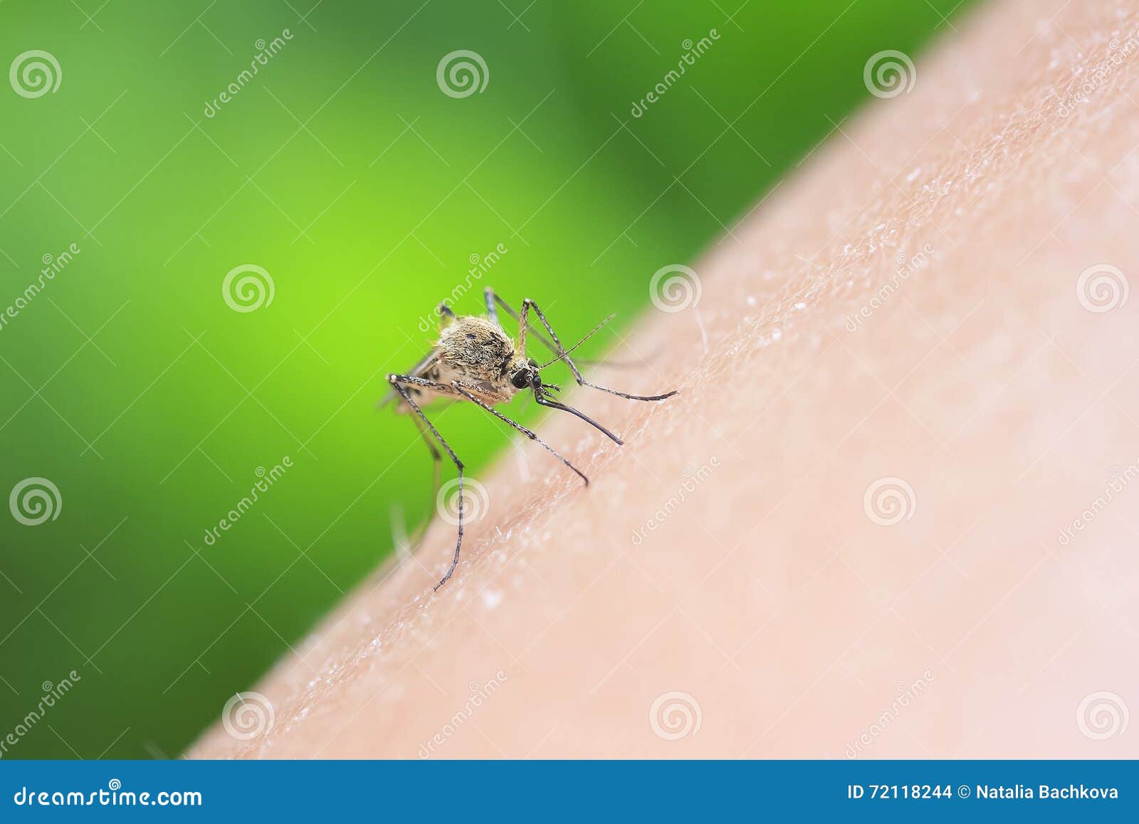 Insect Mosquito Drinking Blood from Hand Stock Photo - Image of human ...