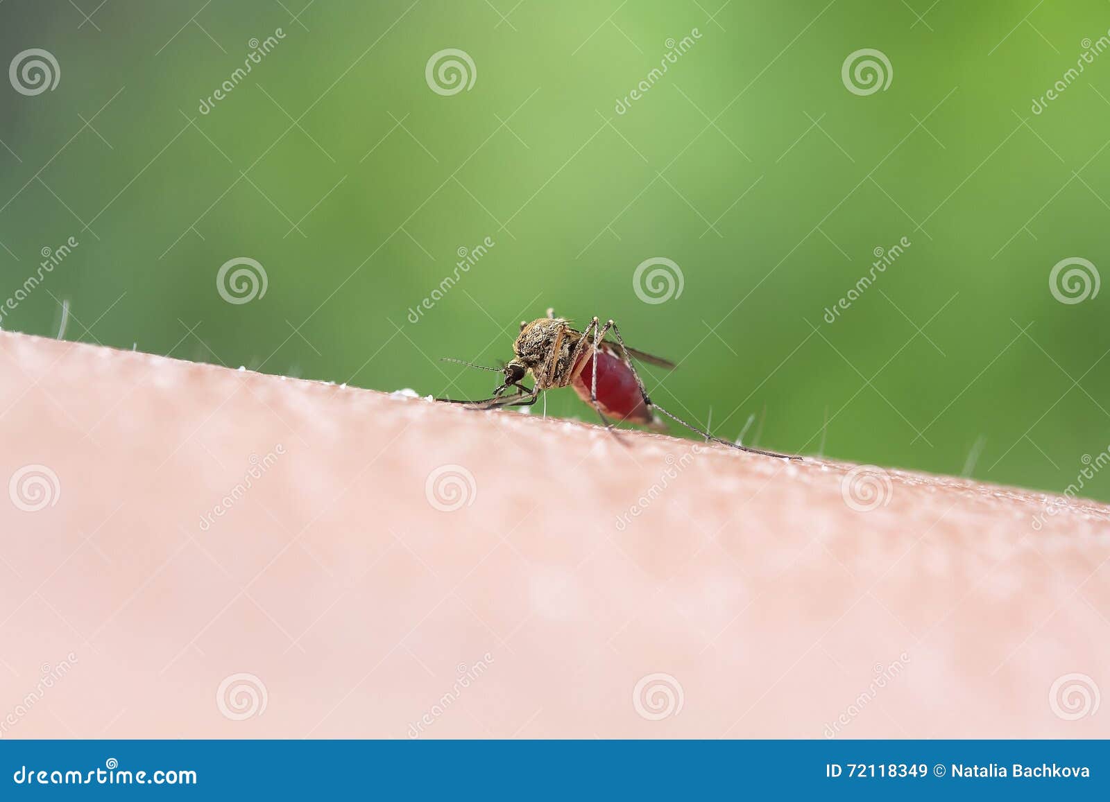 Insect Mosquito Drinking Blood from Hand Stock Image - Image of large ...