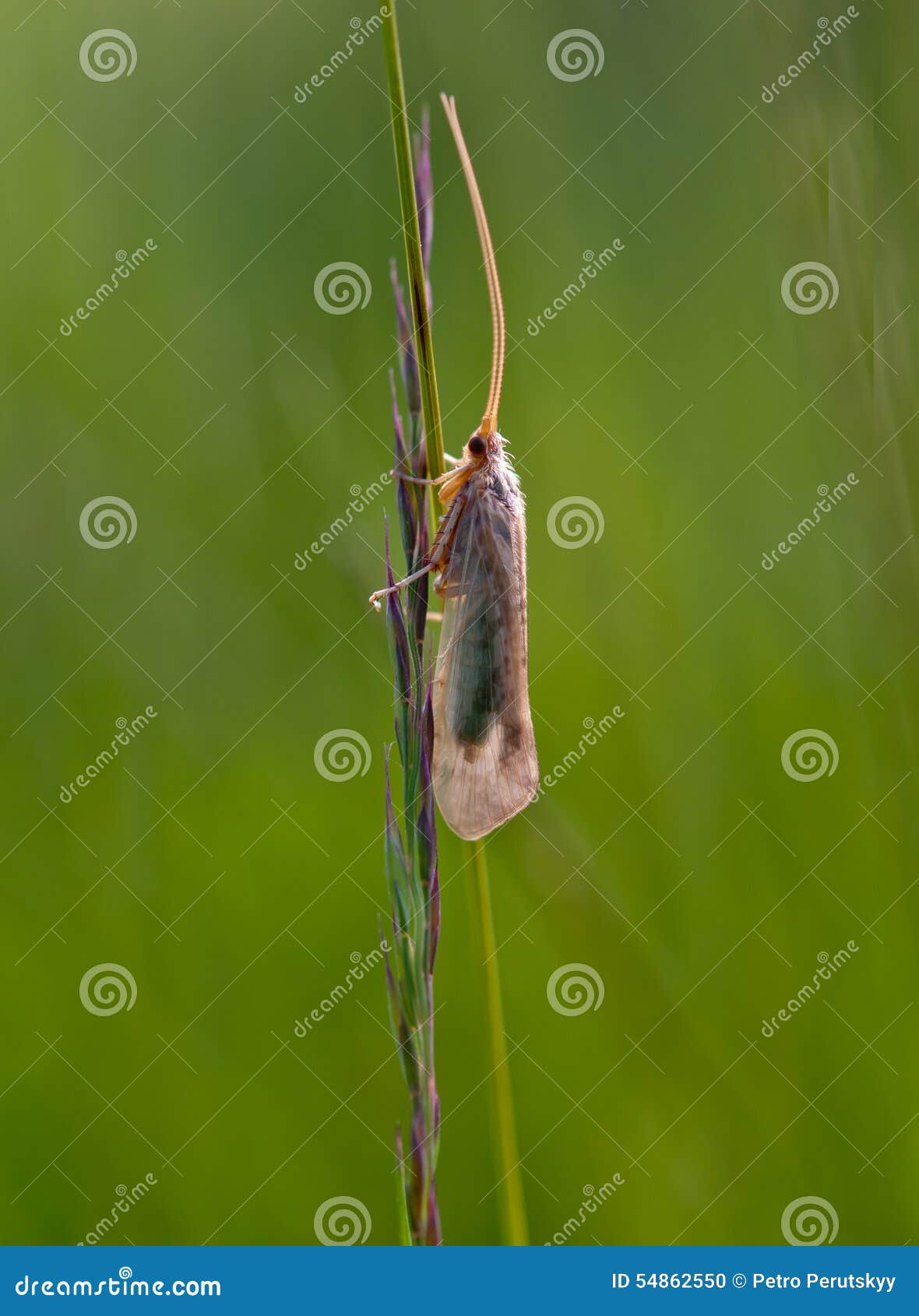 An Insect Of A Moth, A Woolly Leg Royalty-Free Stock Photography ...