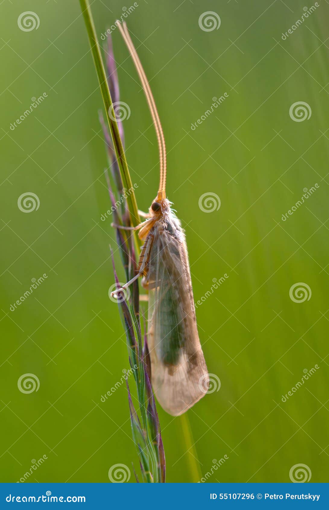 An Insect Of A Moth, A Woolly Leg Royalty-Free Stock Photography ...