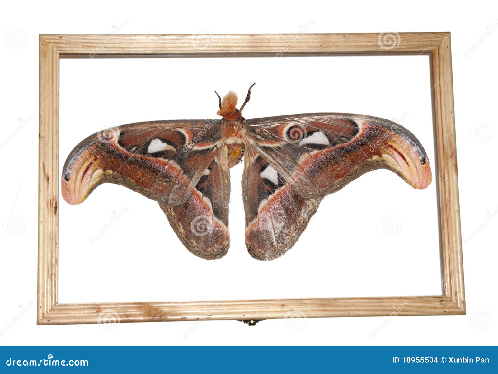 Insect moth specimen stock photo. Image of brown, giant - 10955504