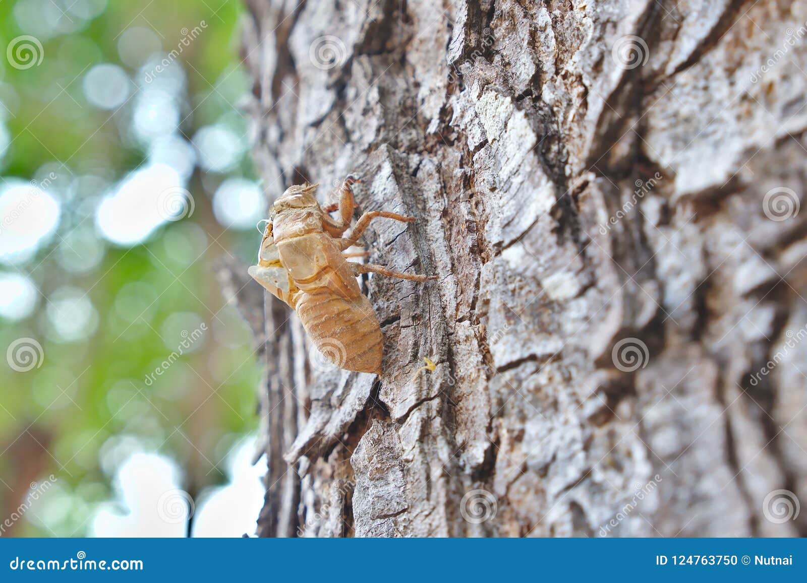 Insect moult on tree bark stock photo. Image of green - 124763750