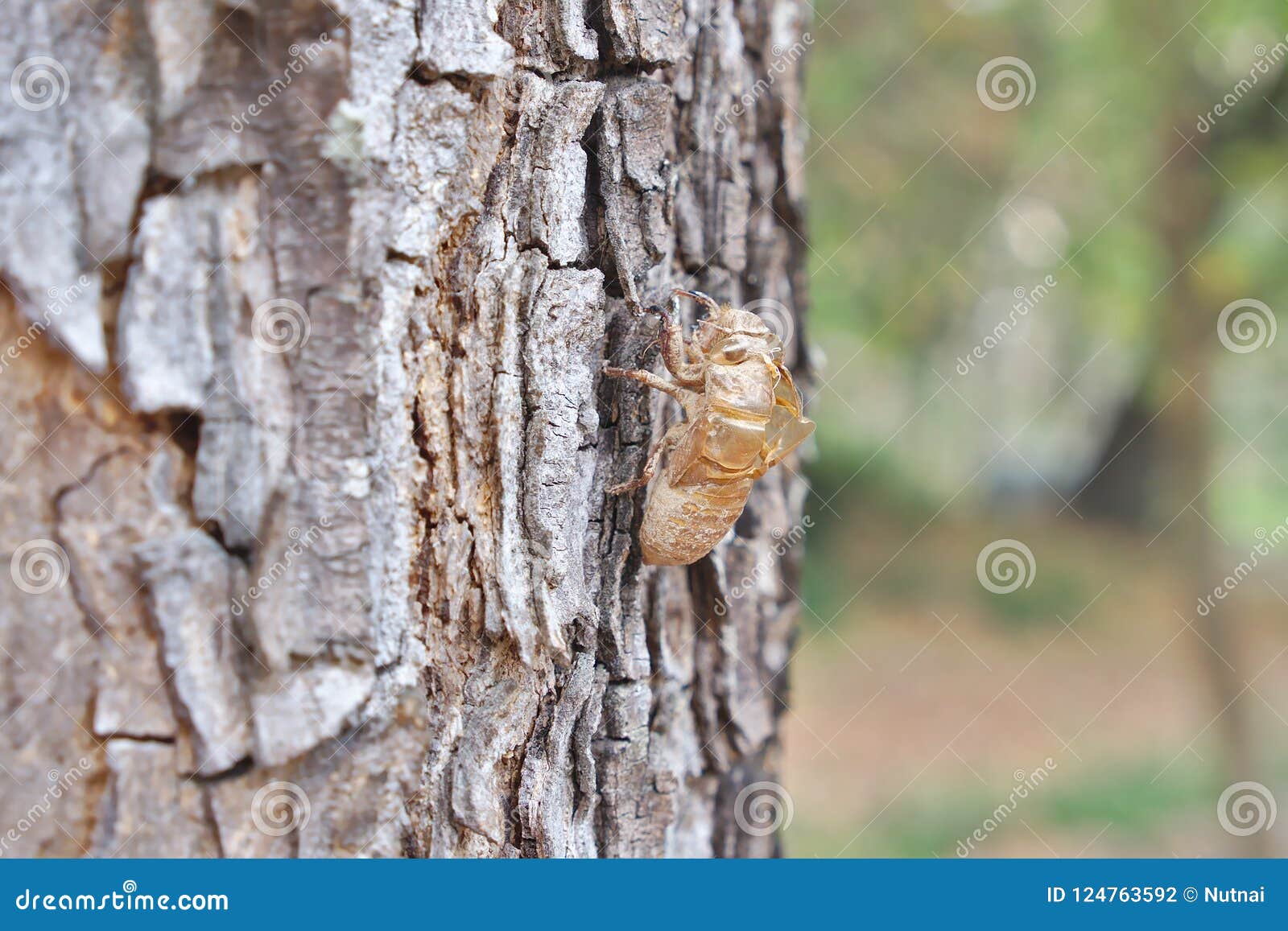 Insect moult on tree bark stock photo. Image of forest - 124763592