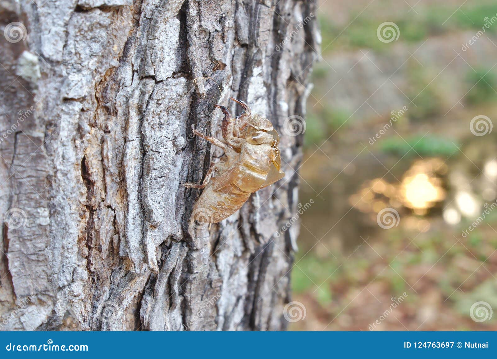 Insect moult on tree bark stock image. Image of pine - 124763697