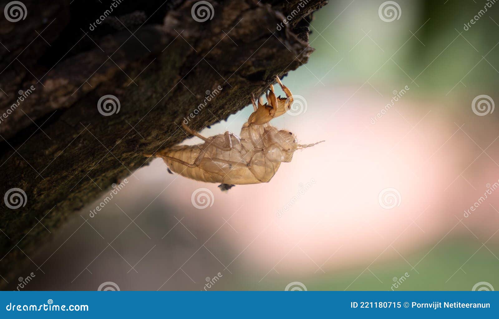 Insect Moult with Tree, Macro View Stock Image - Image of animal ...