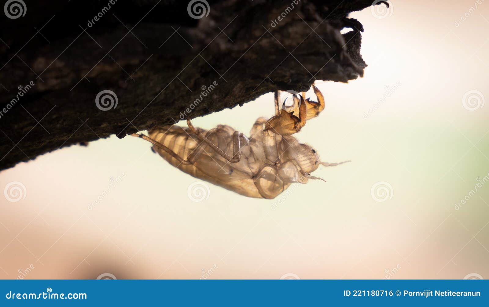 Insect Moult with Tree, Macro View Stock Photo - Image of cicada, life ...