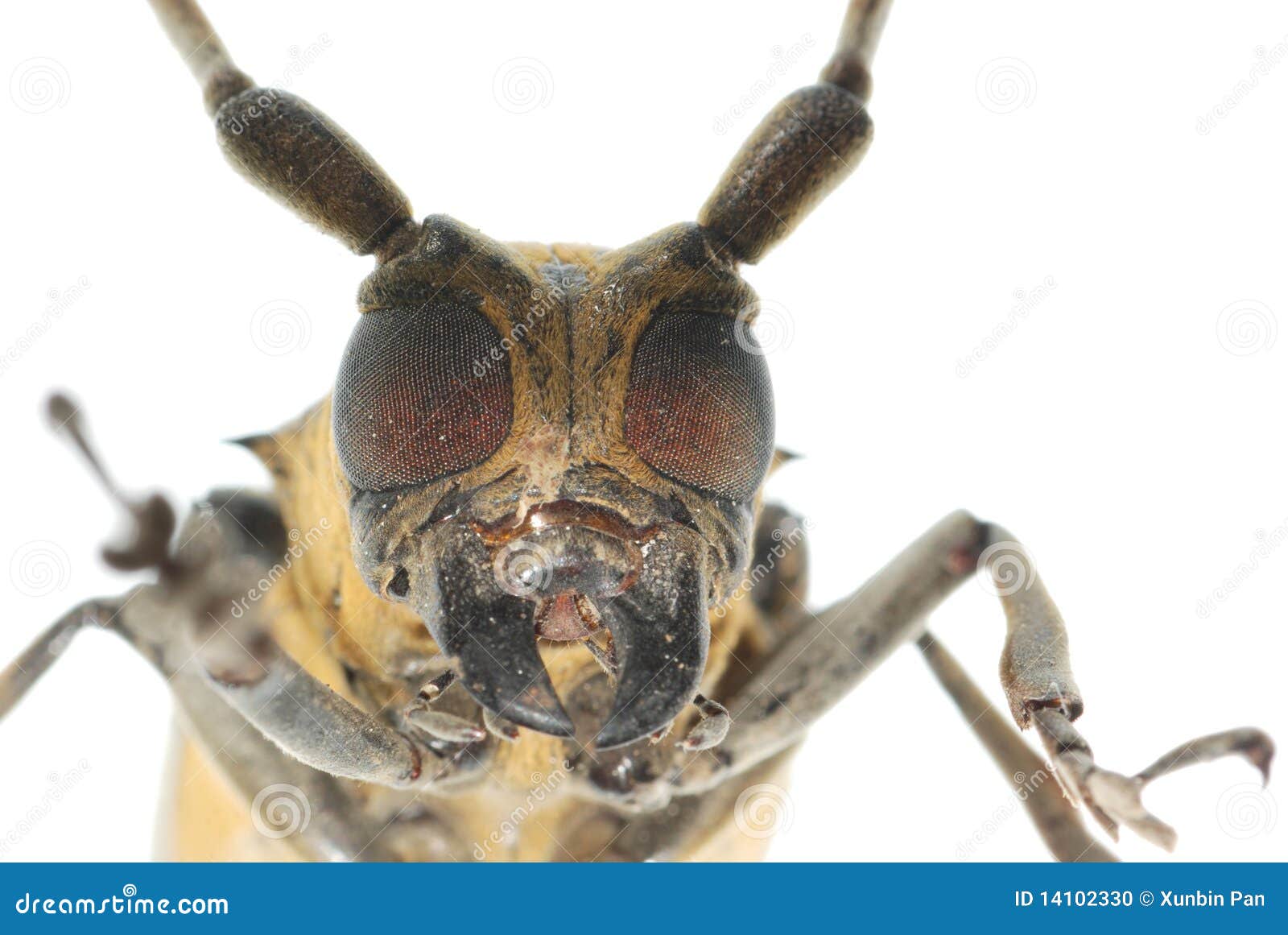 Insect Mulberry Borer Beetle Head Stock Photo - Image of longhorned ...