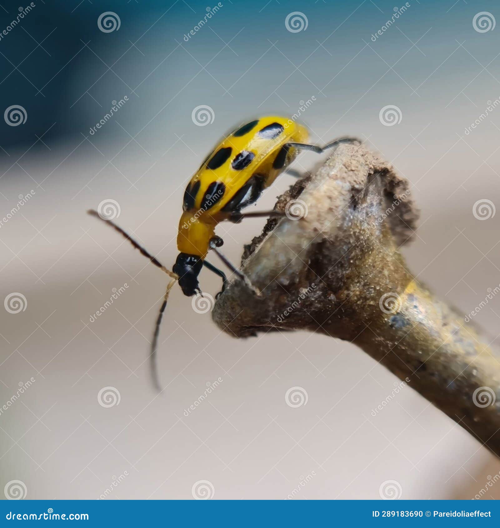 Insect on a nail head stock photo. Image of head, leaf - 289183690