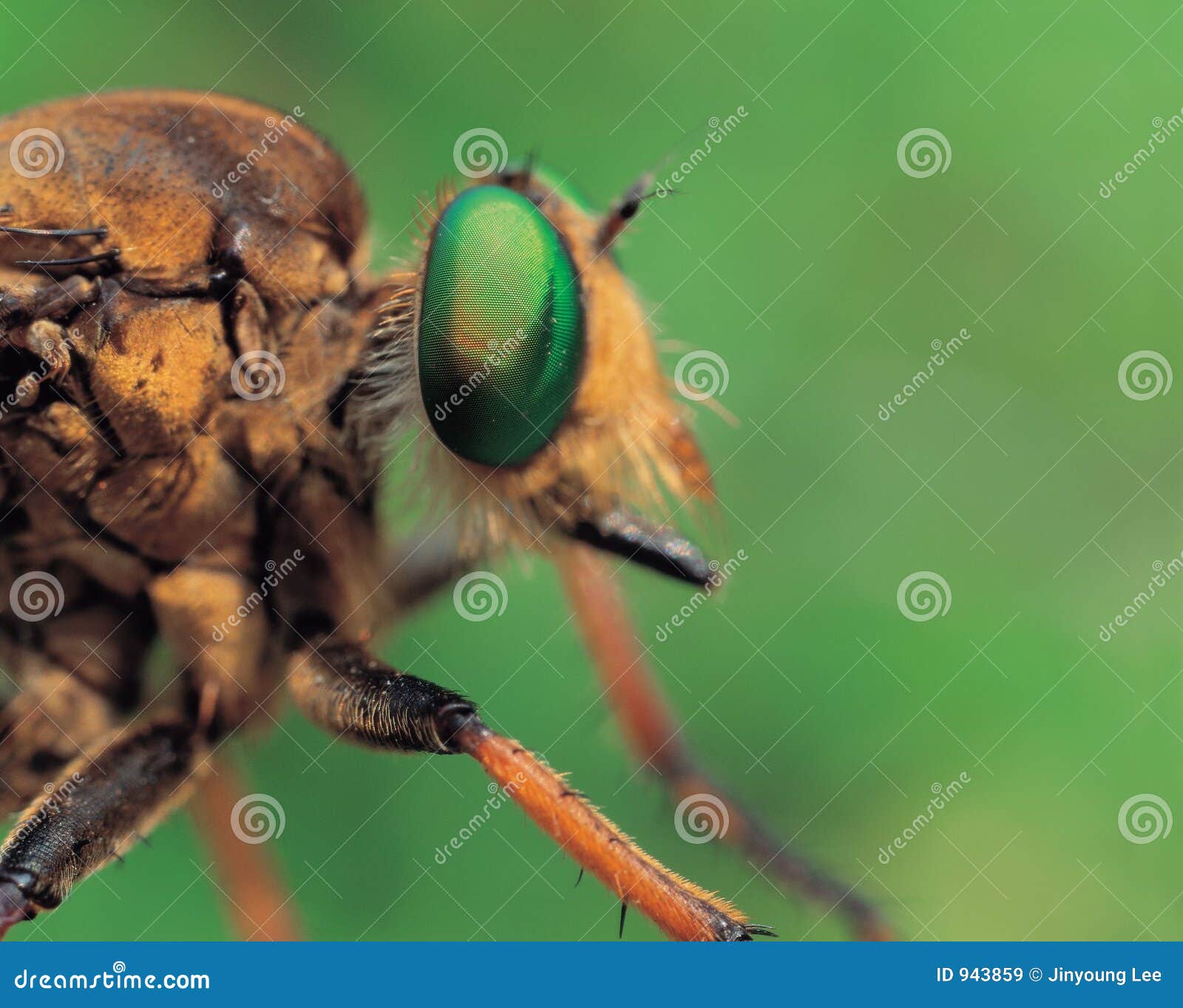 Insect And Nature Picture. Image: 943859