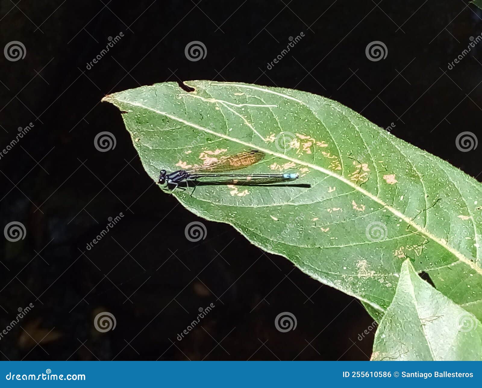 Insect and Nature at Brazil Stock Photo - Image of food, produce: 255610586