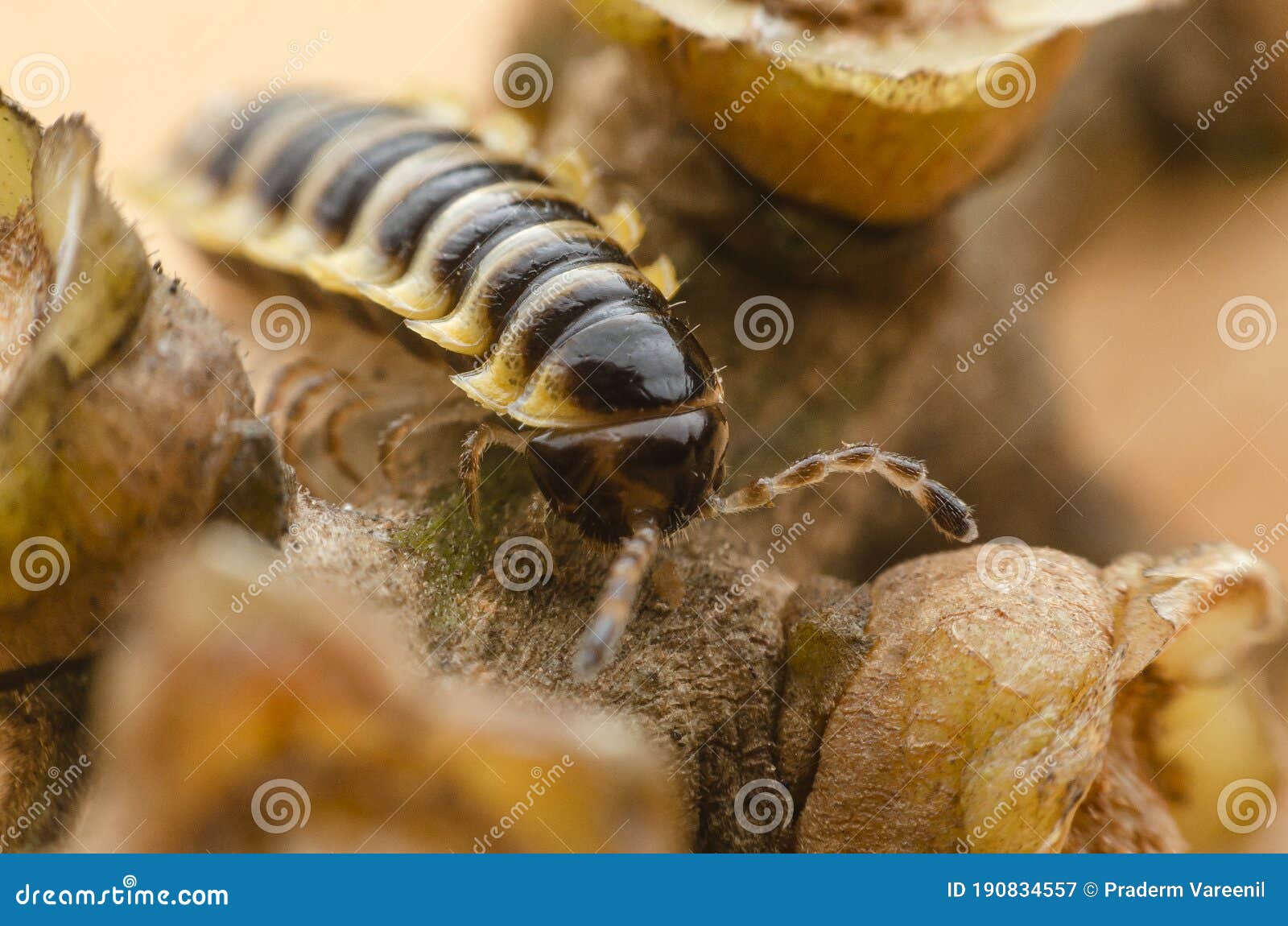 Insect in nature stock image. Image of centipede, wildlife - 190834557