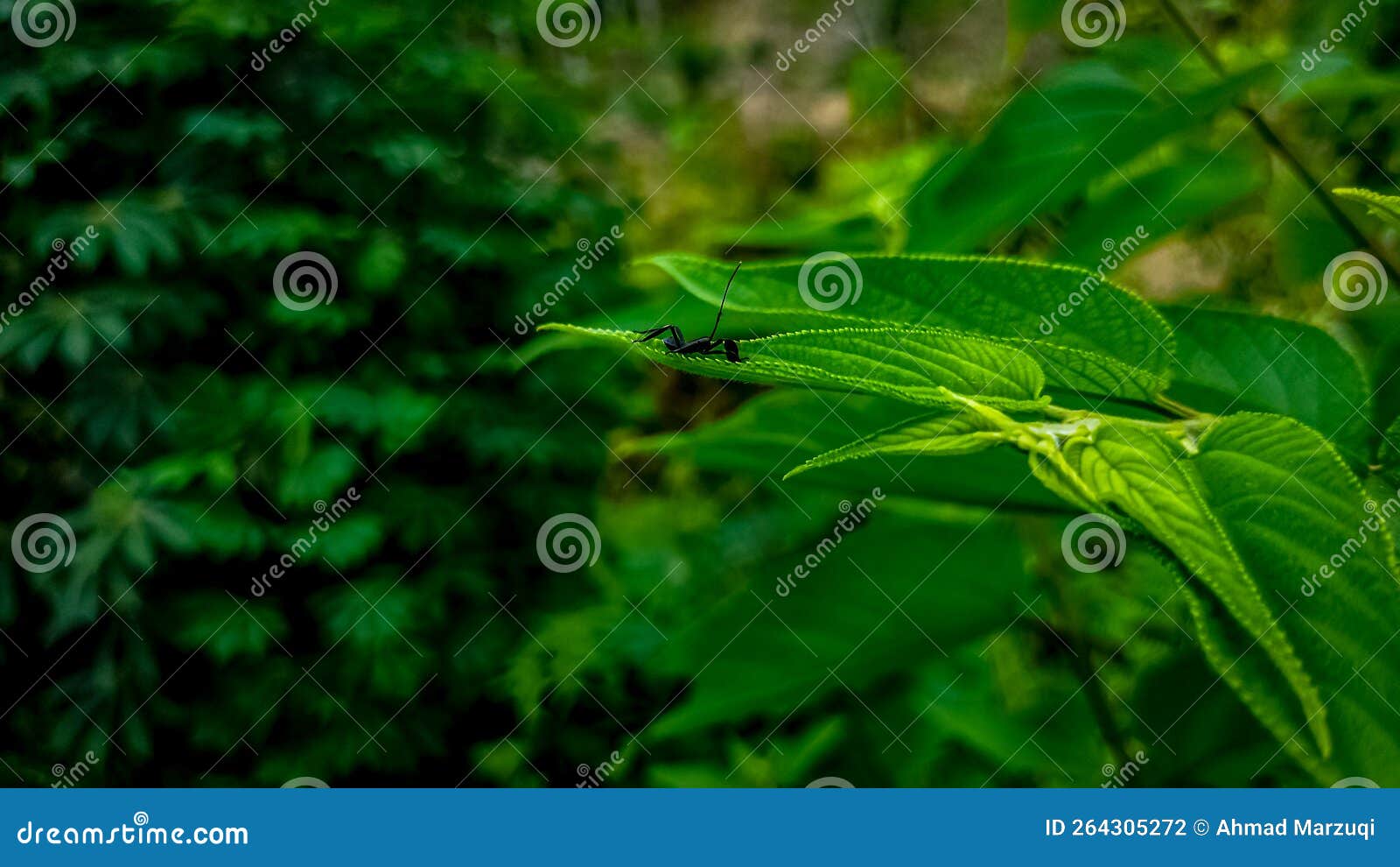 Insect on Natural Green Leaves Landscape Stock Photo - Image of nature ...