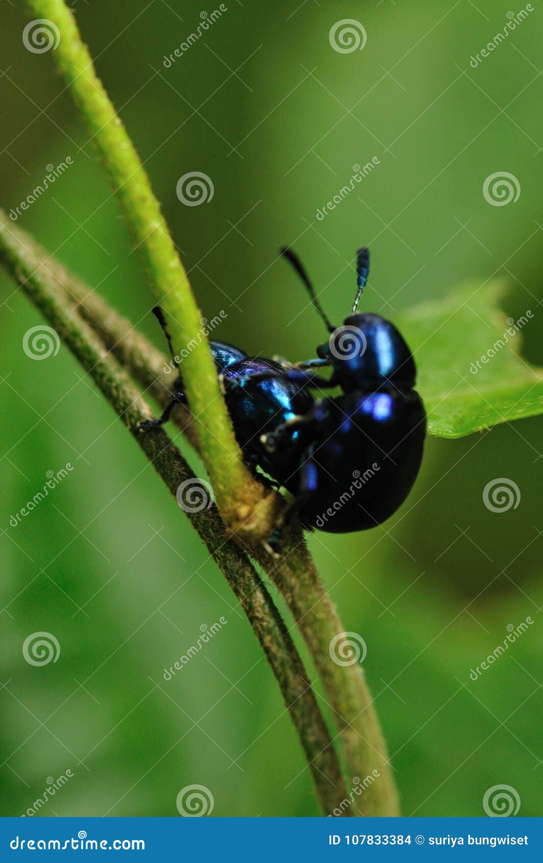 Insect stock photo. Image of nature, beautiful, love - 107833384