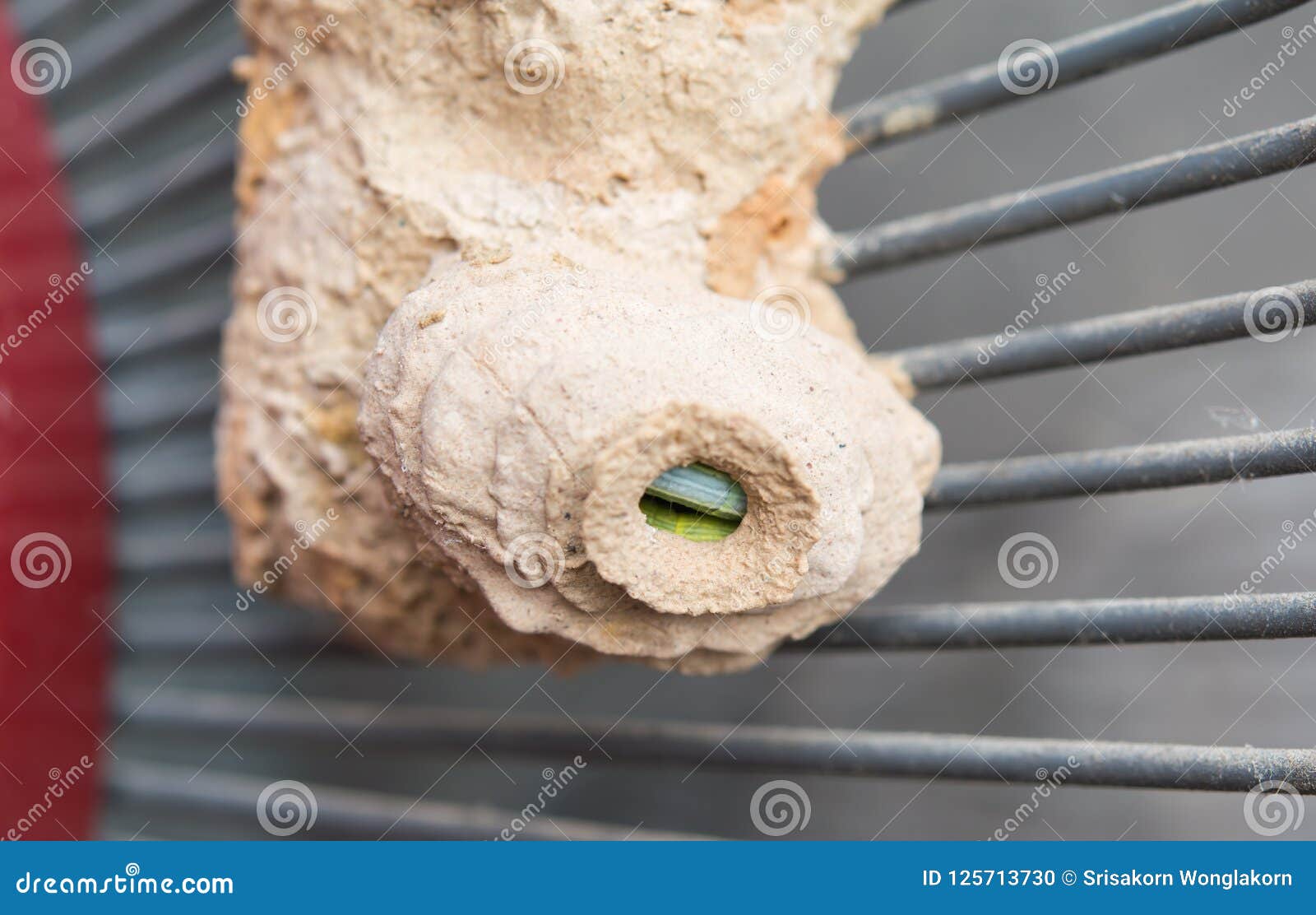 Insect Nest/web In Tree Seen On Moralana Scenic Drive, Flinders` Ranges ...