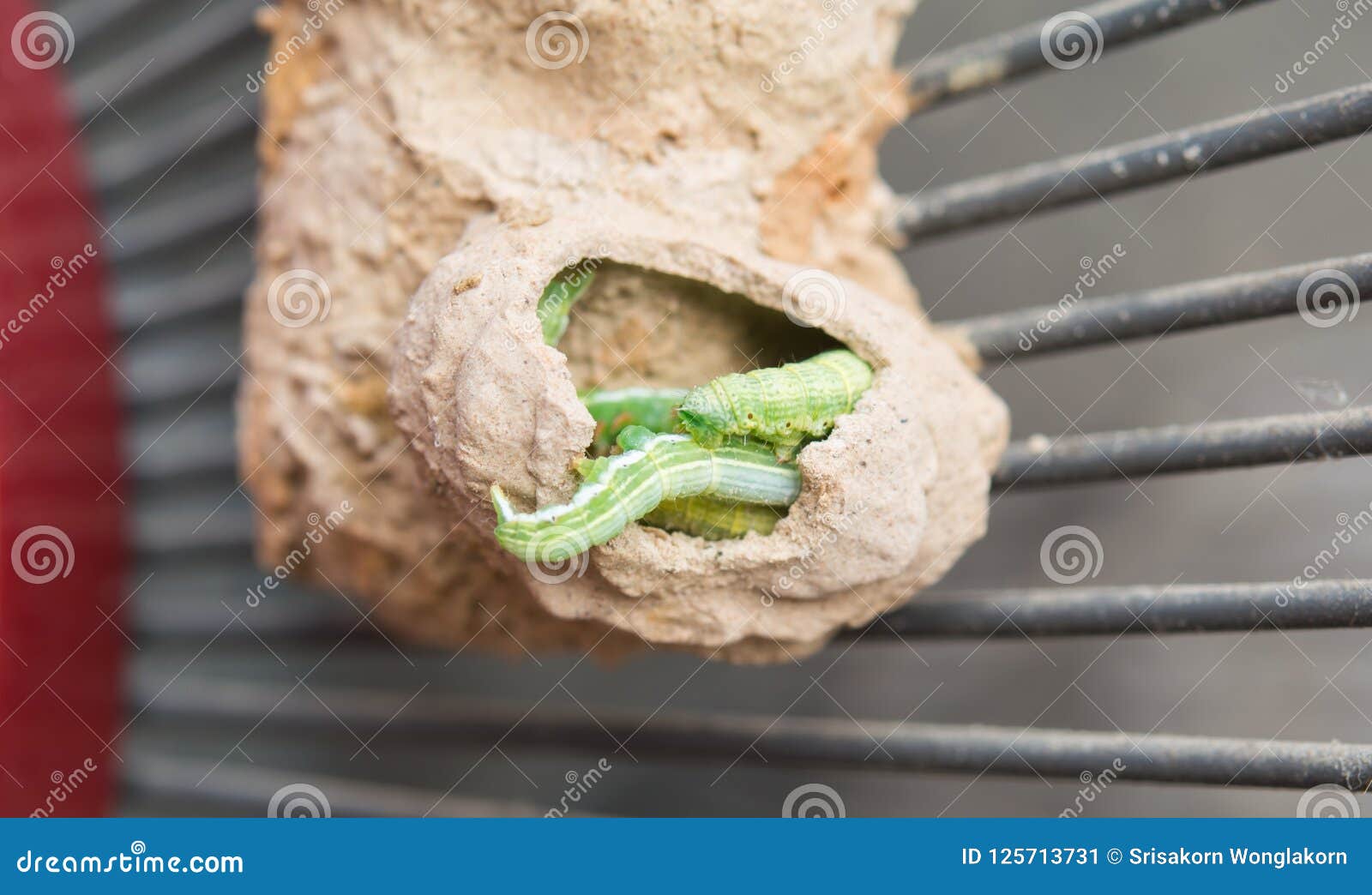 Insect Nest/web In Tree Seen On Moralana Scenic Drive, Flinders` Ranges ...