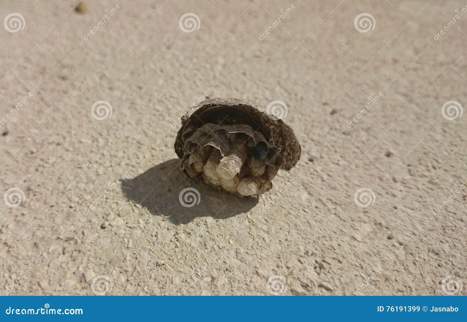 Insect Nest/web In Tree Seen On Moralana Scenic Drive, Flinders` Ranges ...
