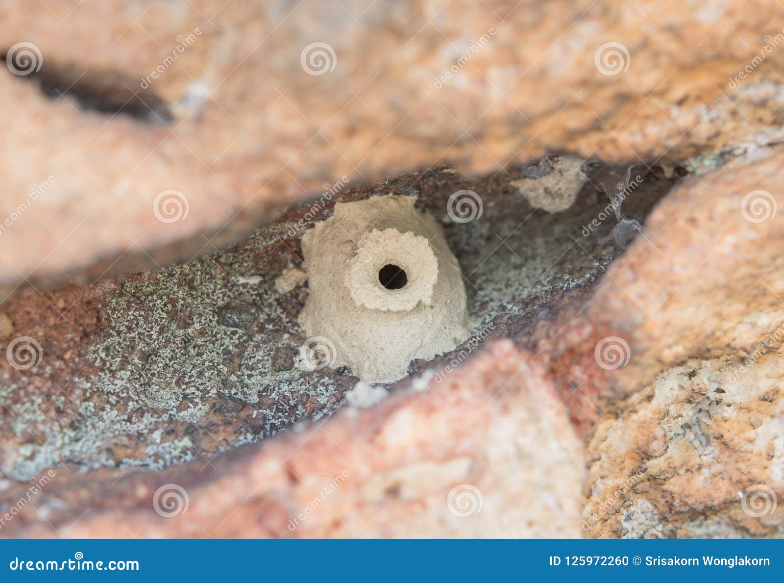 Insect nest in the rock stock photo. Image of surprise - 125972260
