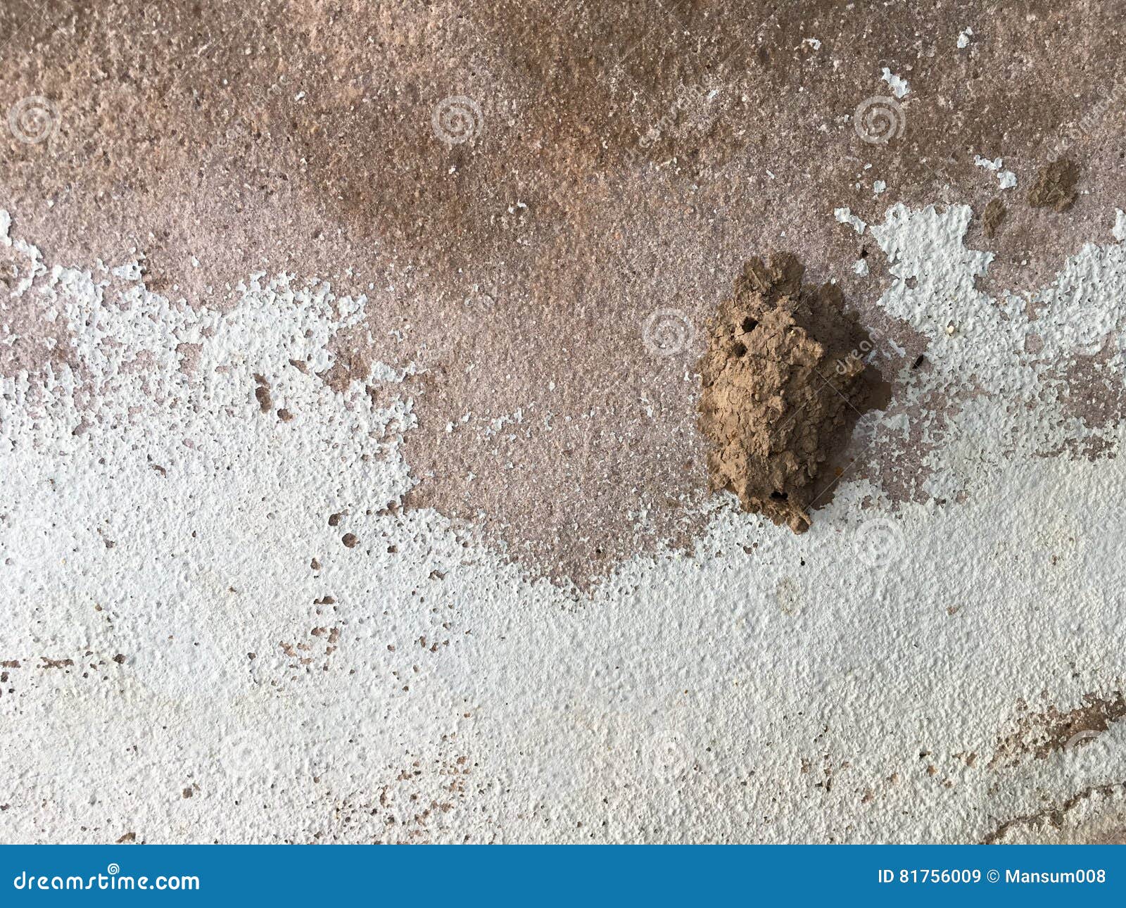 Insect Nests on Cement Wall Stock Image - Image of wall, bengalense ...
