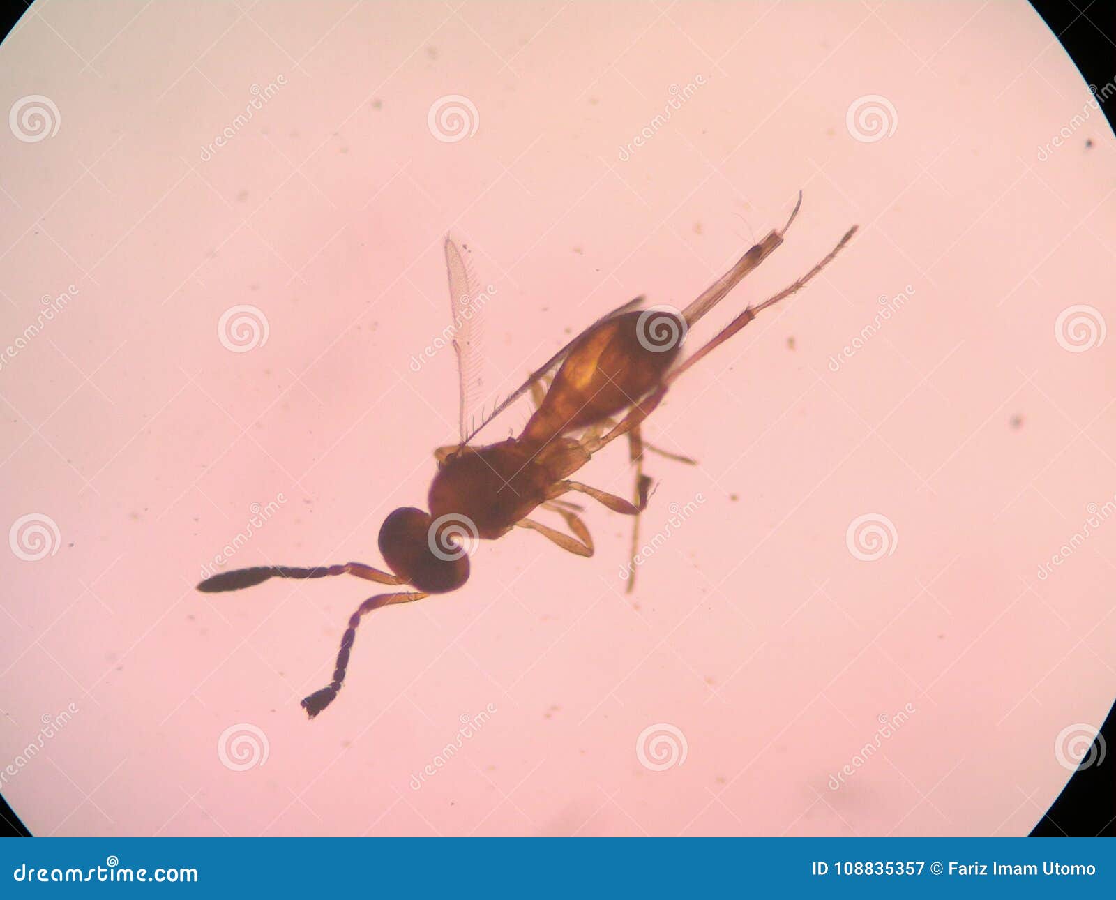 Insect stock image. Image of athena, wings, insect - 108835357